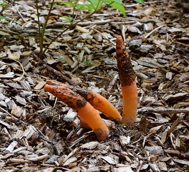 Different Types of Garden Fungus